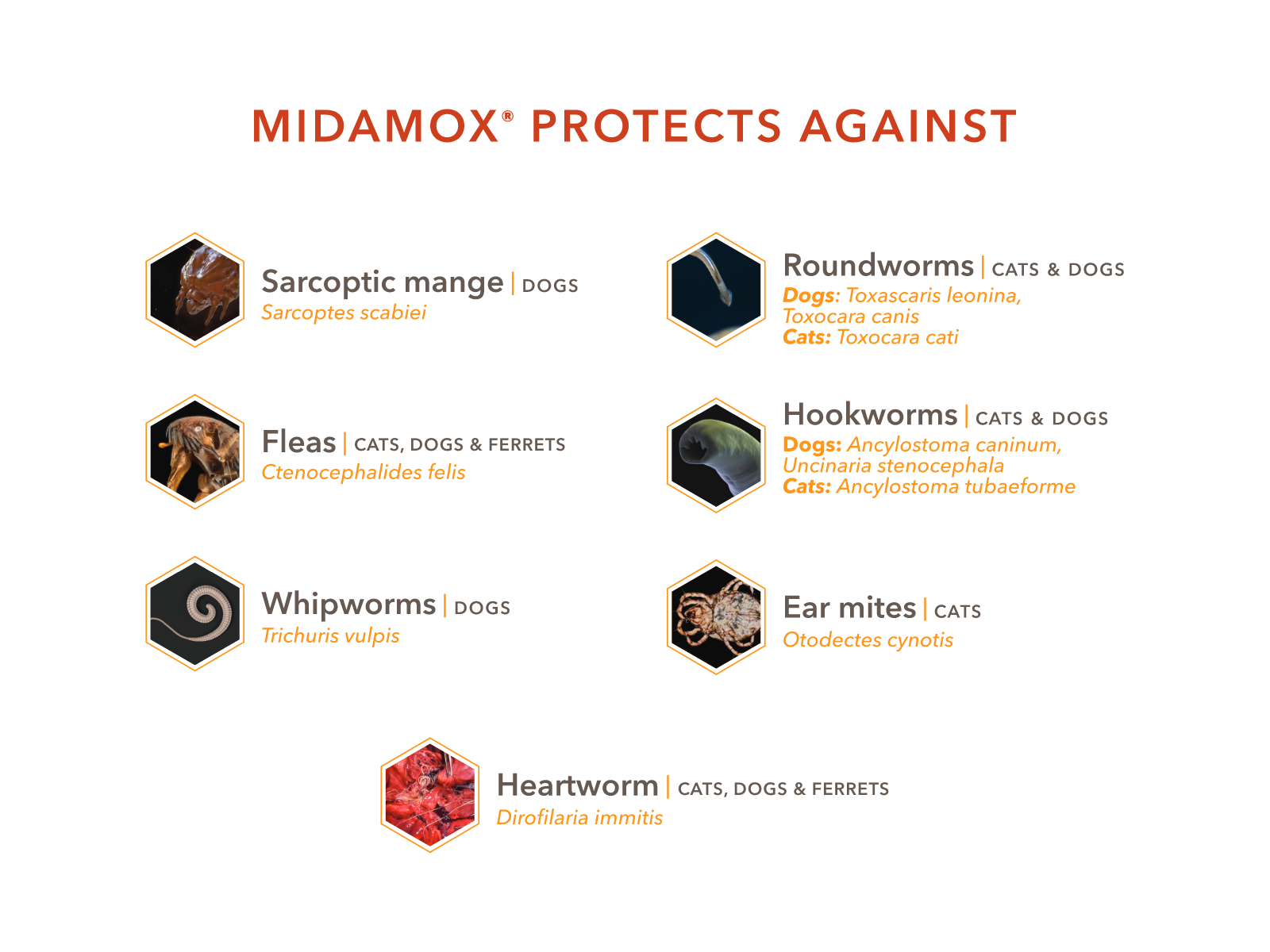 Midamox® (imidacloprid + moxidectin) for Dogs and Cats | Norbrook